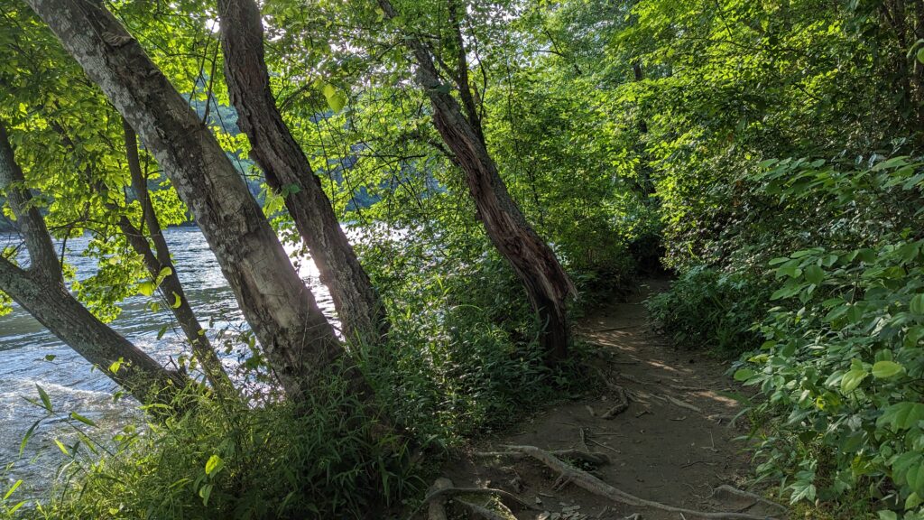 Visiting the Bamboo Forest – Atlanta - Morris to See