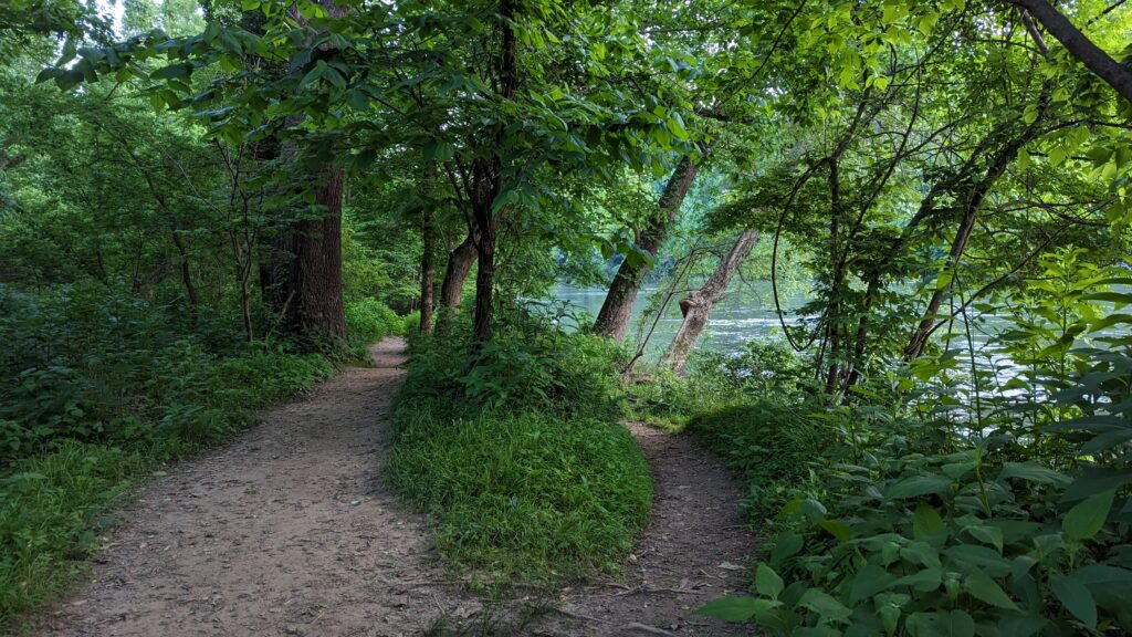 Visiting the Bamboo Forest – Atlanta - Morris to See